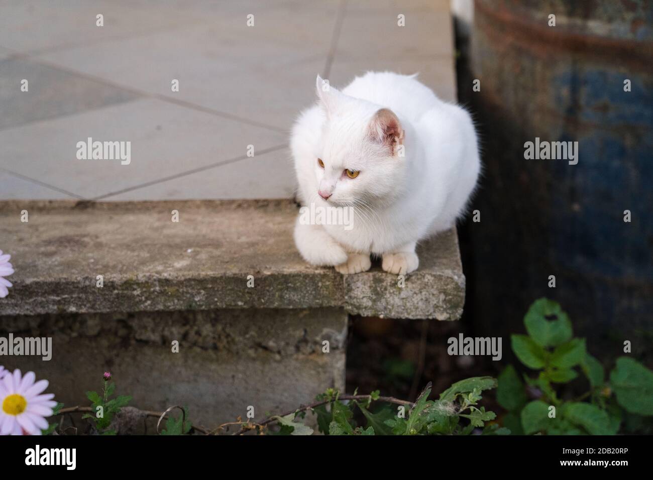 White kitty hi-res stock photography and images - Alamy