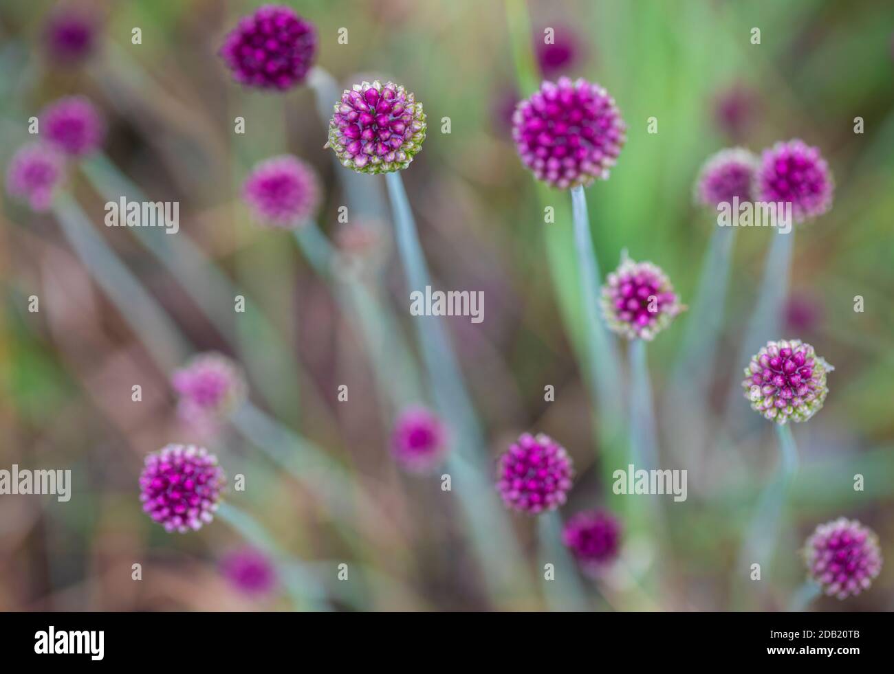 Allium sp hi-res stock photography and images - Alamy