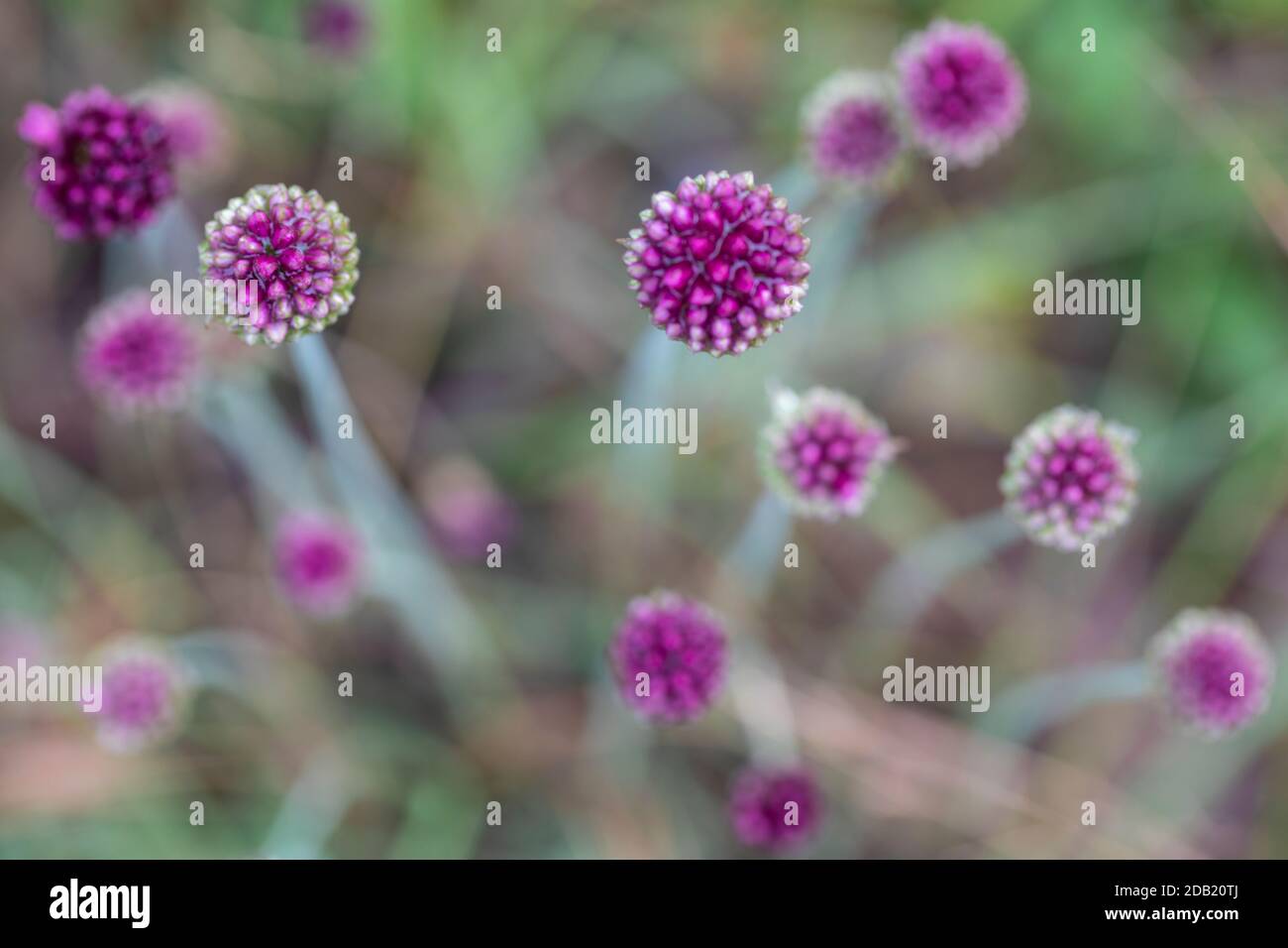 Allium sp hi-res stock photography and images - Alamy