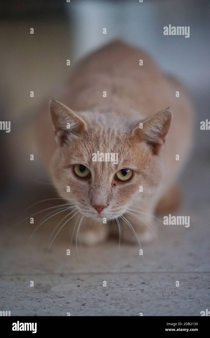 Light - brown domestic cat Stock Photo - Alamy