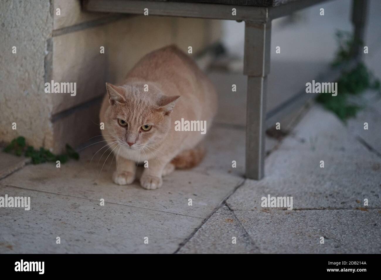 Light - brown domestic cat Stock Photo - Alamy