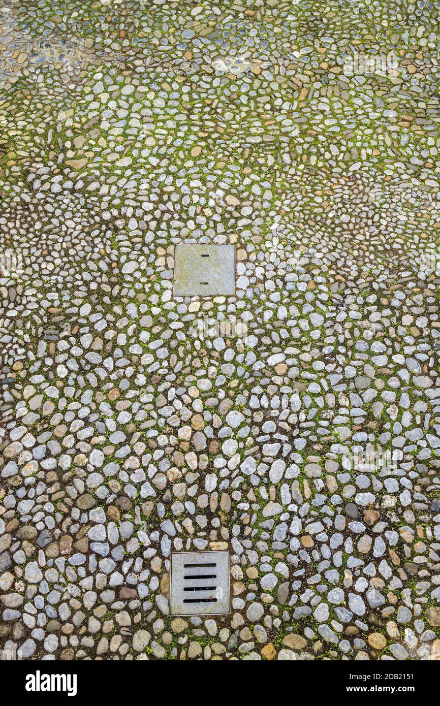 Irish moss ground cover hi-res stock photography and images - Alamy