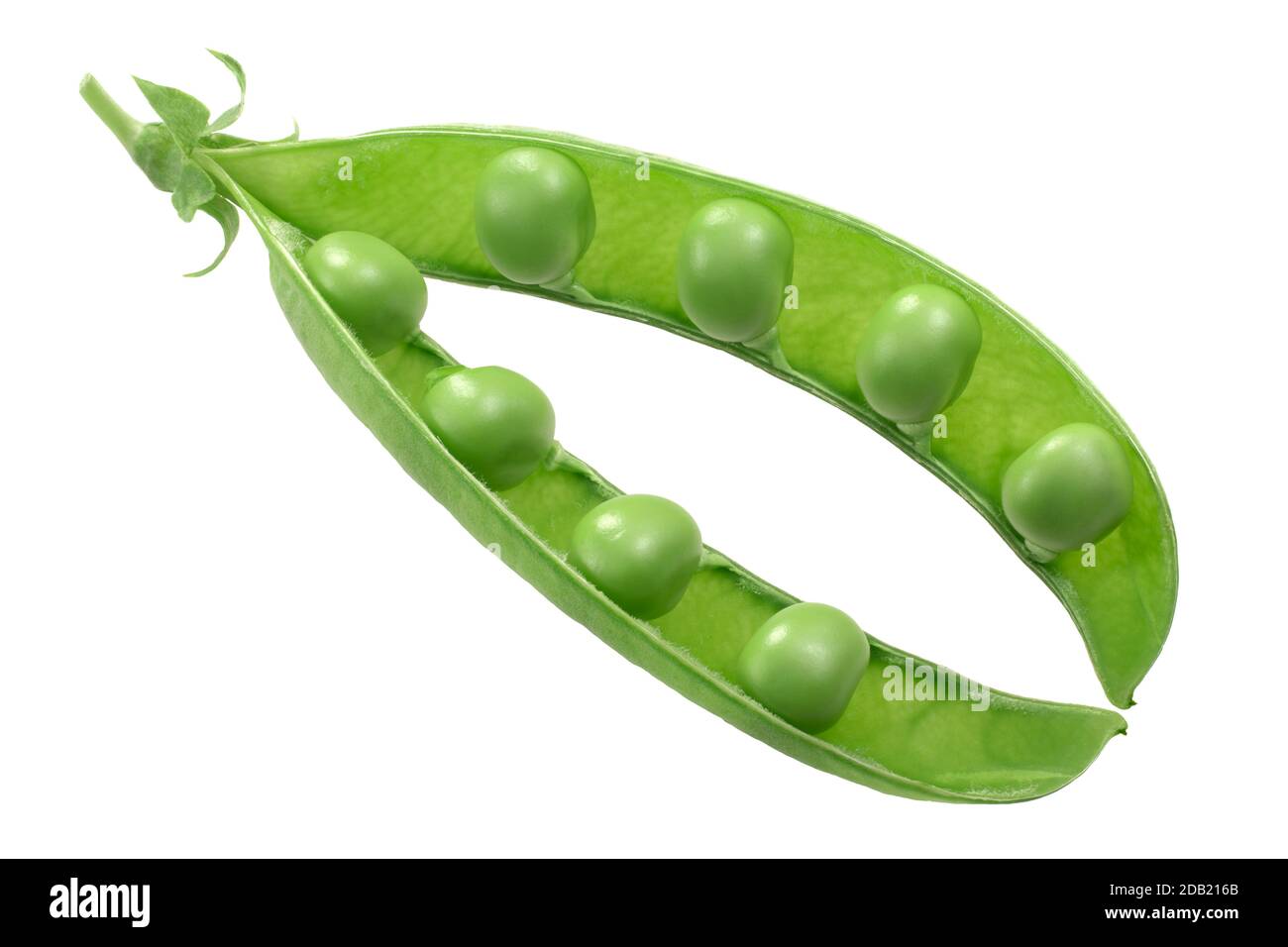 Pea pod (Pisum sativum), fresh, seeds exposed, isolated Stock Photo - Alamy