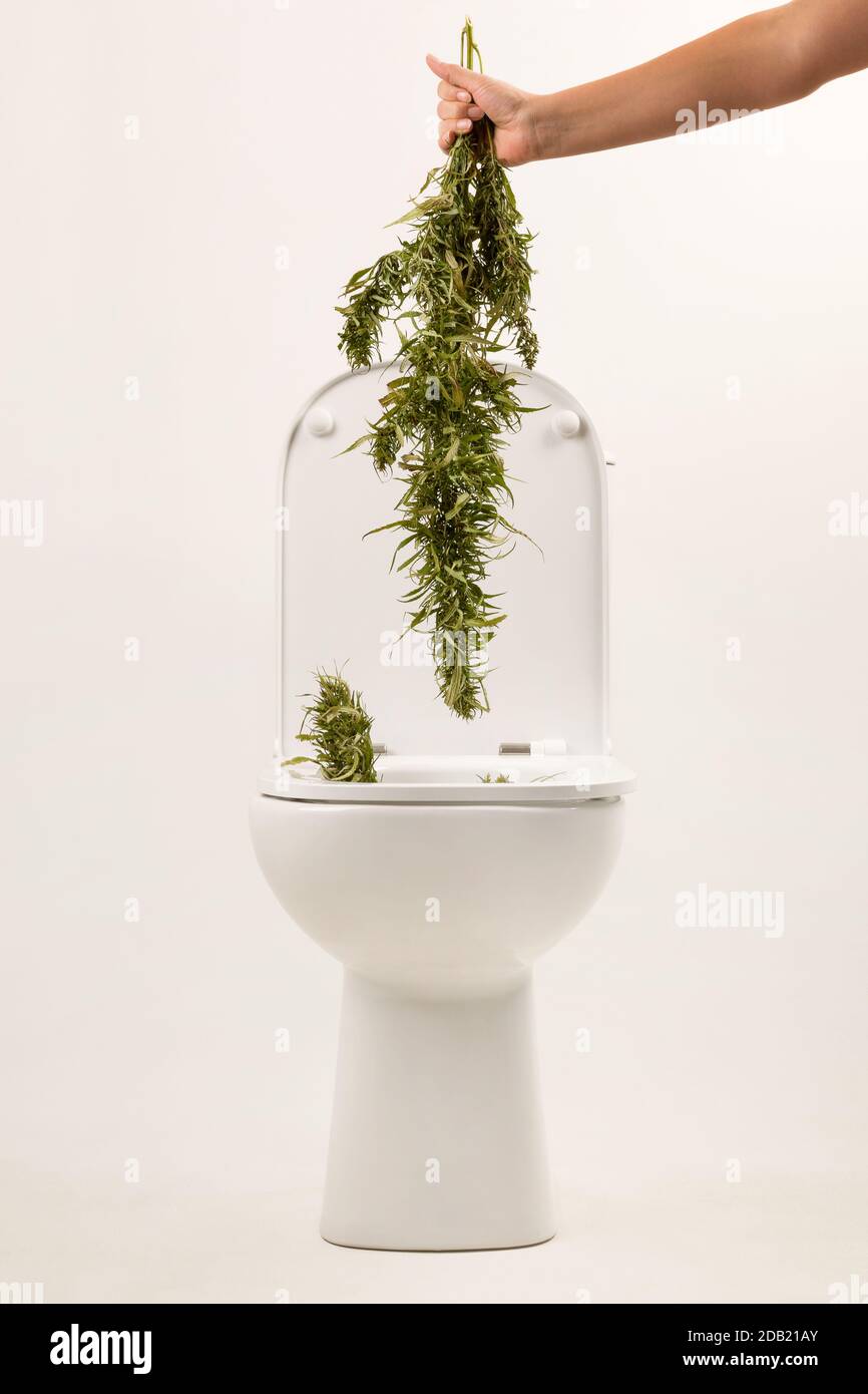 Throwing big marijuana plant into toilet. Parenting and protection ...