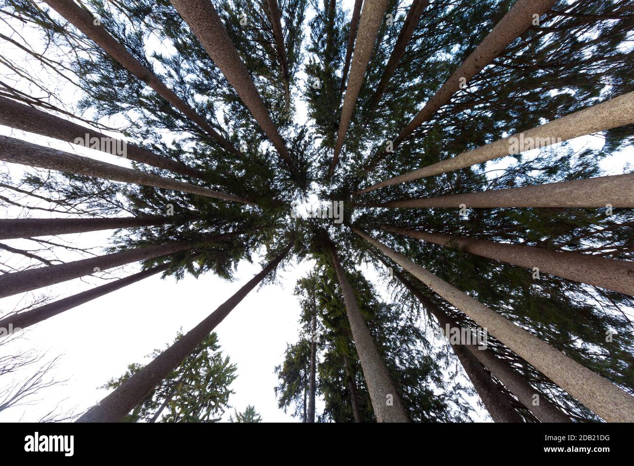 Tall trees seen from below Stock Photo - Alamy
