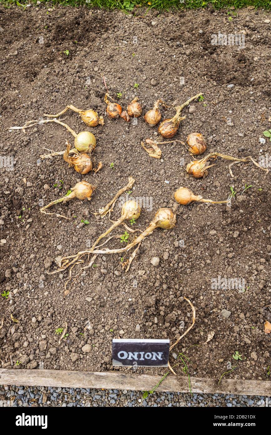 Onions in a circle on the ground in the gardens of Rothe house ...