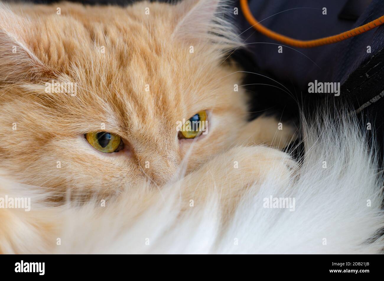 Red cat buried in nose in its paws and tail Stock Photo - Alamy