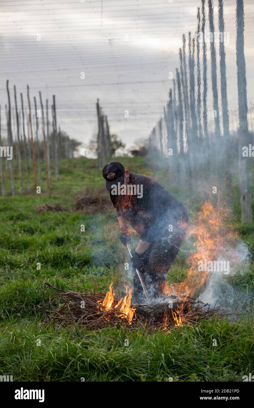 Farmer burning off the bottom length of hop bines across the Hop ...