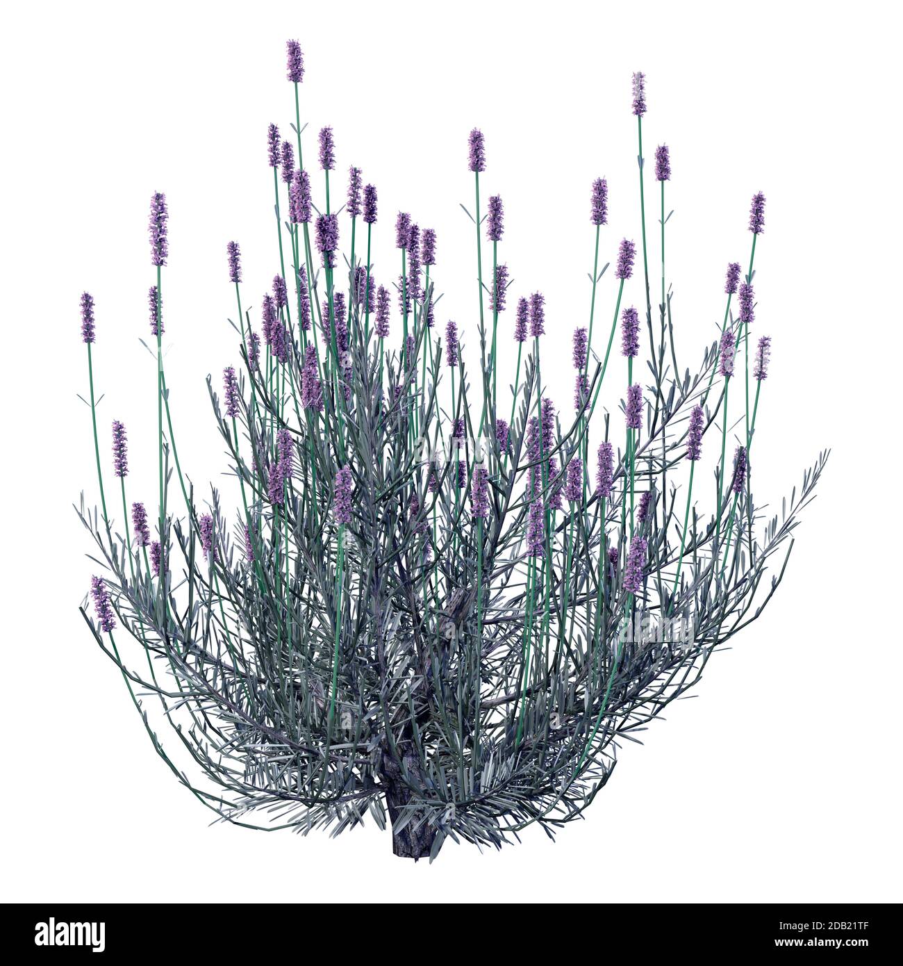 3D rendering of lavender flowers isolated on white background Stock ...