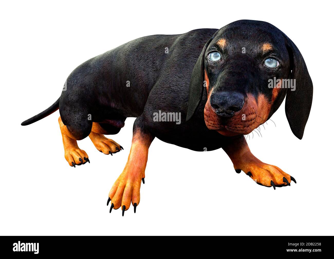 3D rendering of a dachshund or badger dog or sausage dog isolated on ...