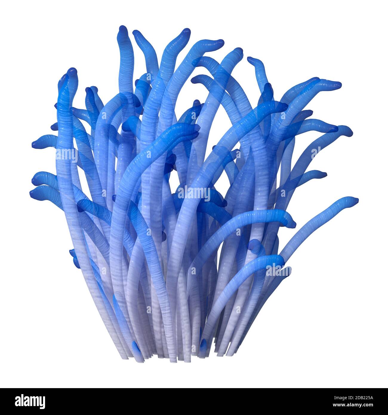 3D rendering of a blue anemone isolated on white background Stock Photo - Alamy
