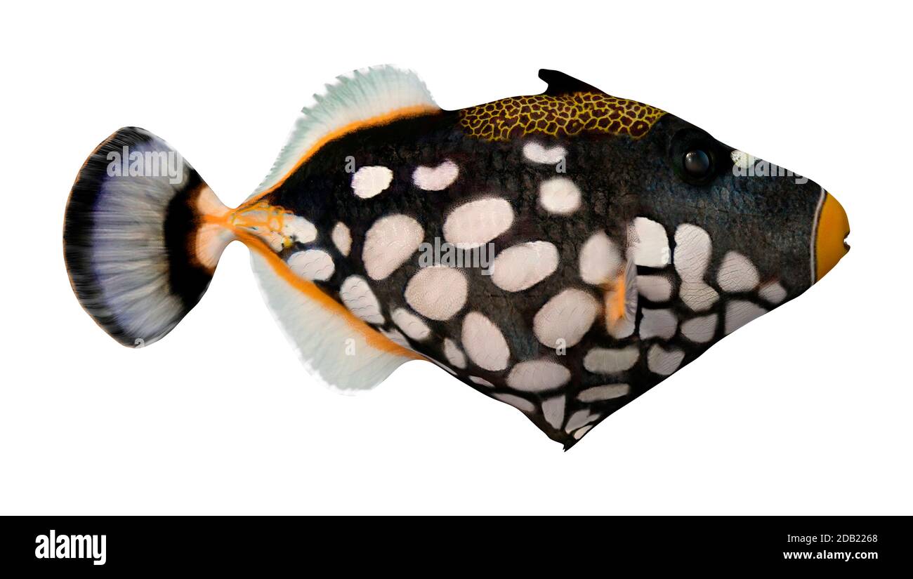 Bigspotted triggerfish Cut Out Stock Images & Pictures - Alamy