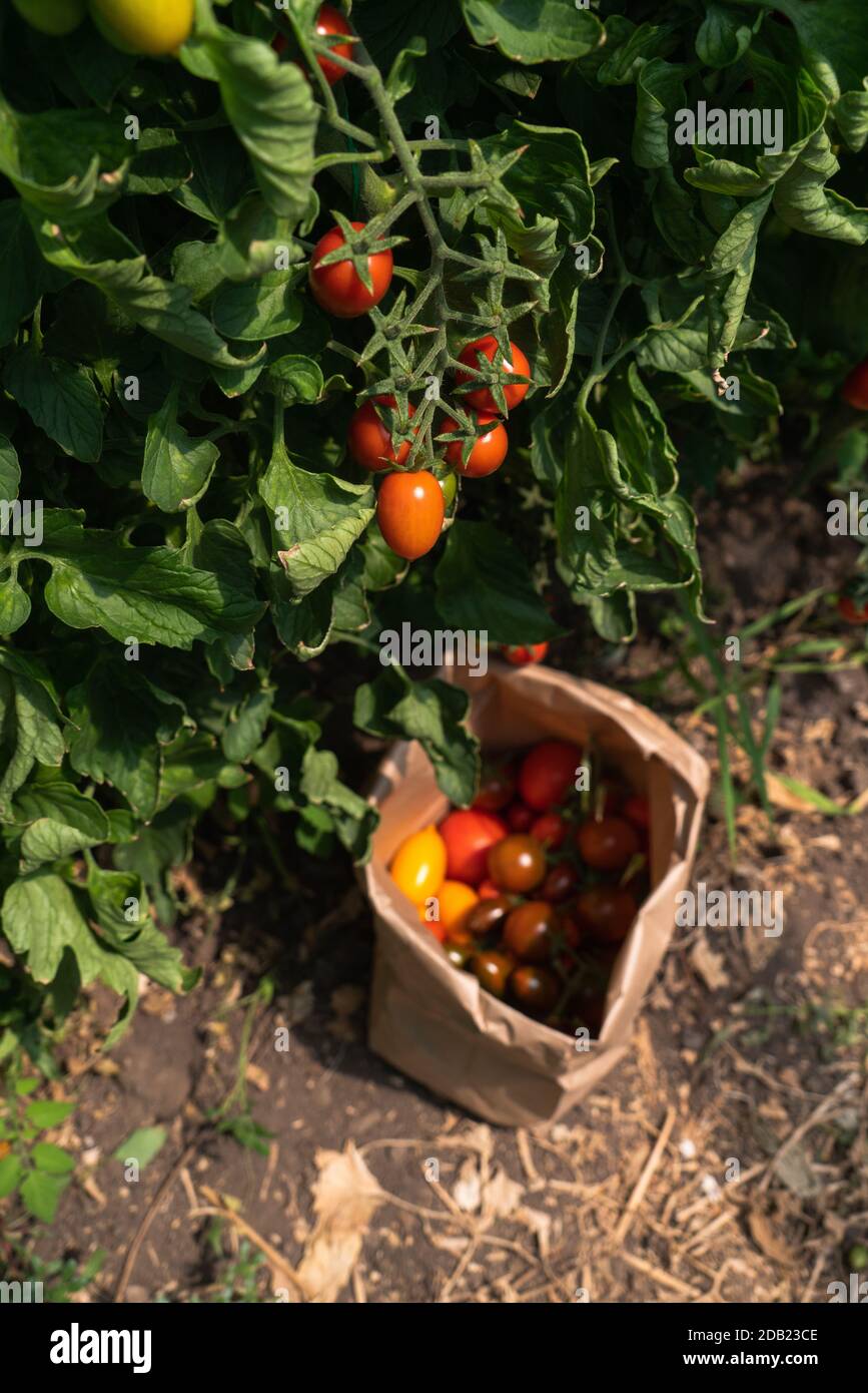 Greenhouse with cherry tomatoes. Organic farm Stock Photo - Alamy