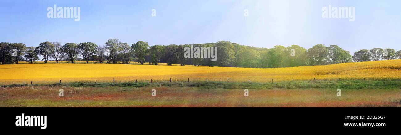 Panorama view on a rural tranquil landscape with lines of trees, woods ...