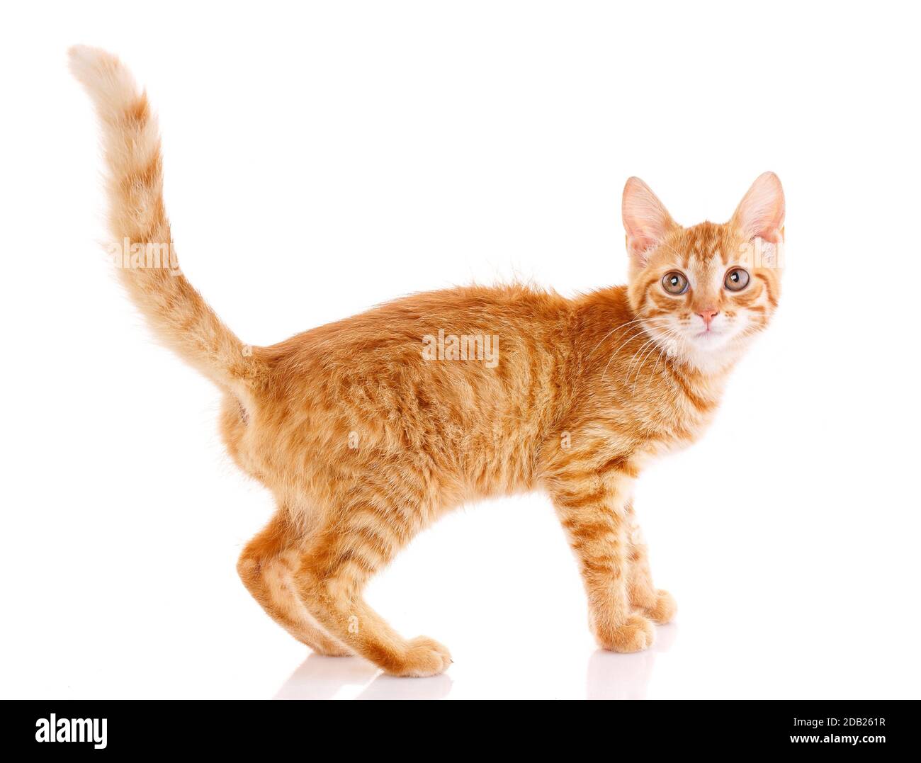 Portrait of a cute kitten. Cat without breed. The unfortunate cat needs ...