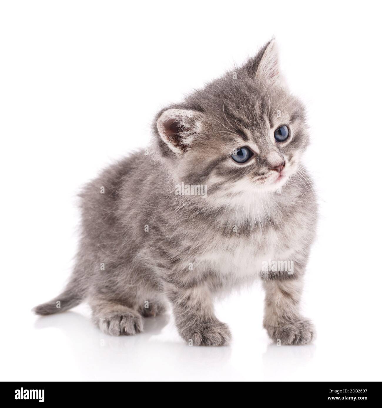 Happy cat on a white background. Cat without breed. Photo for ...