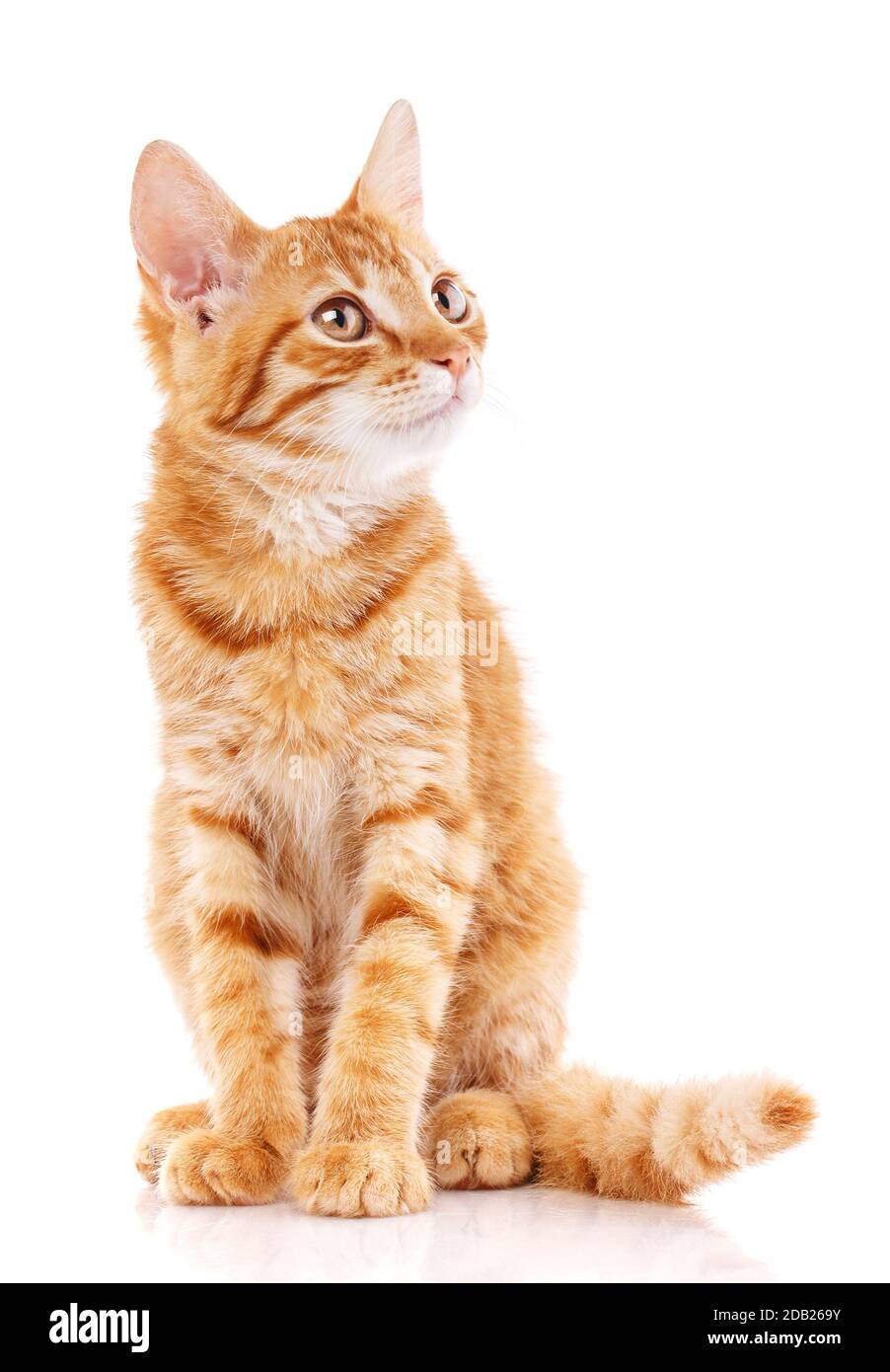 Portrait of a cute kitten. Cat without breed. The unfortunate cat needs ...