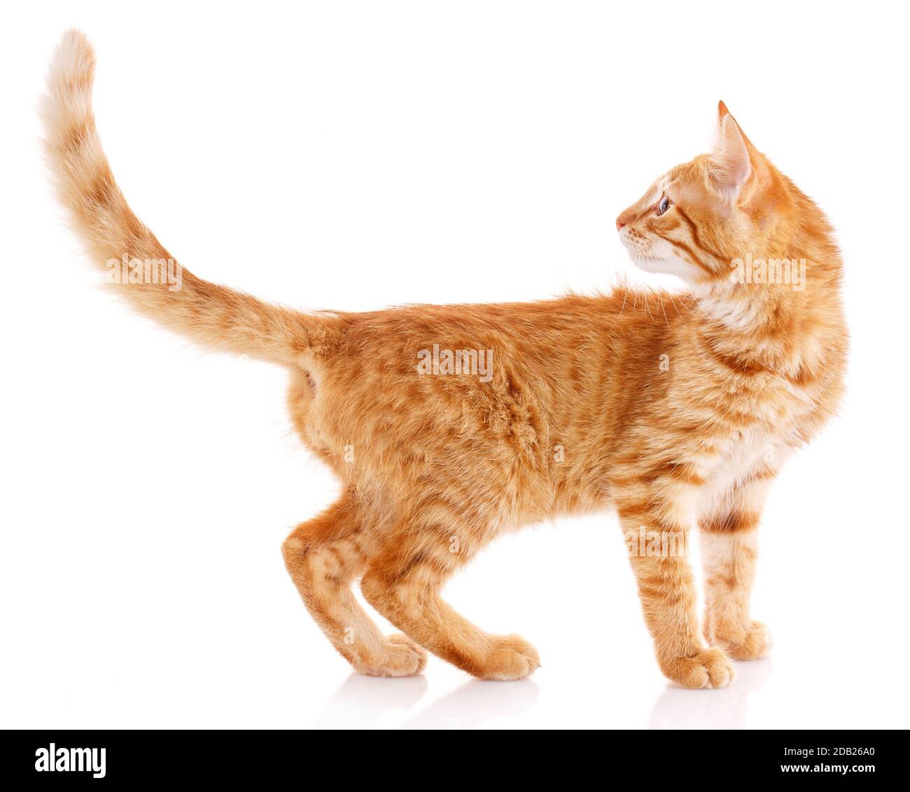 Portrait of a cute kitten. Cat without breed. The unfortunate cat needs ...