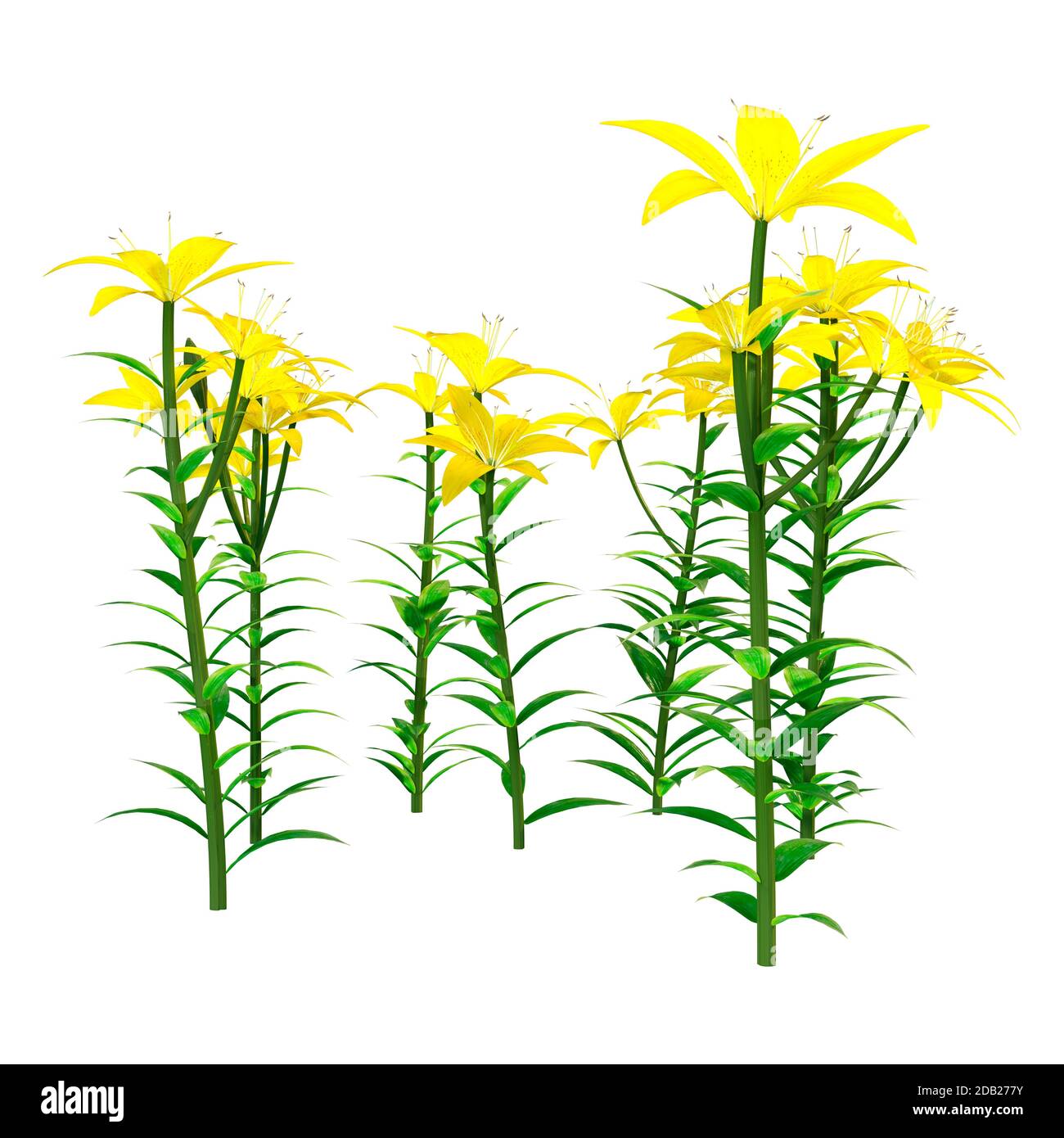 3D rendering of yellow county Asiatic lily flowers isolated on white ...