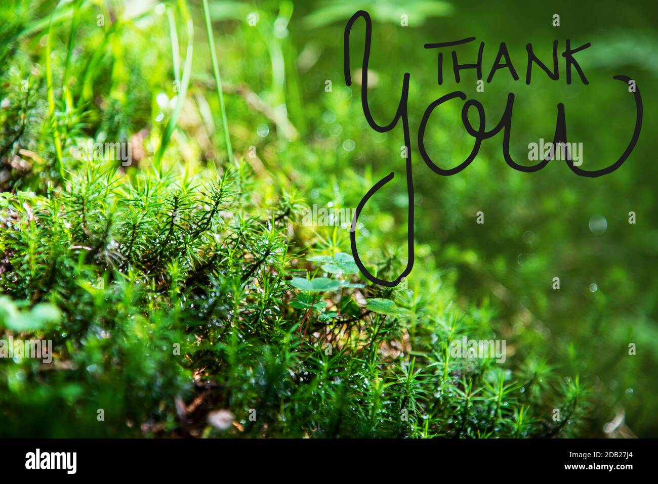 English Calligraphy Thank You. Fir Tree Branches And Green Grass In ...