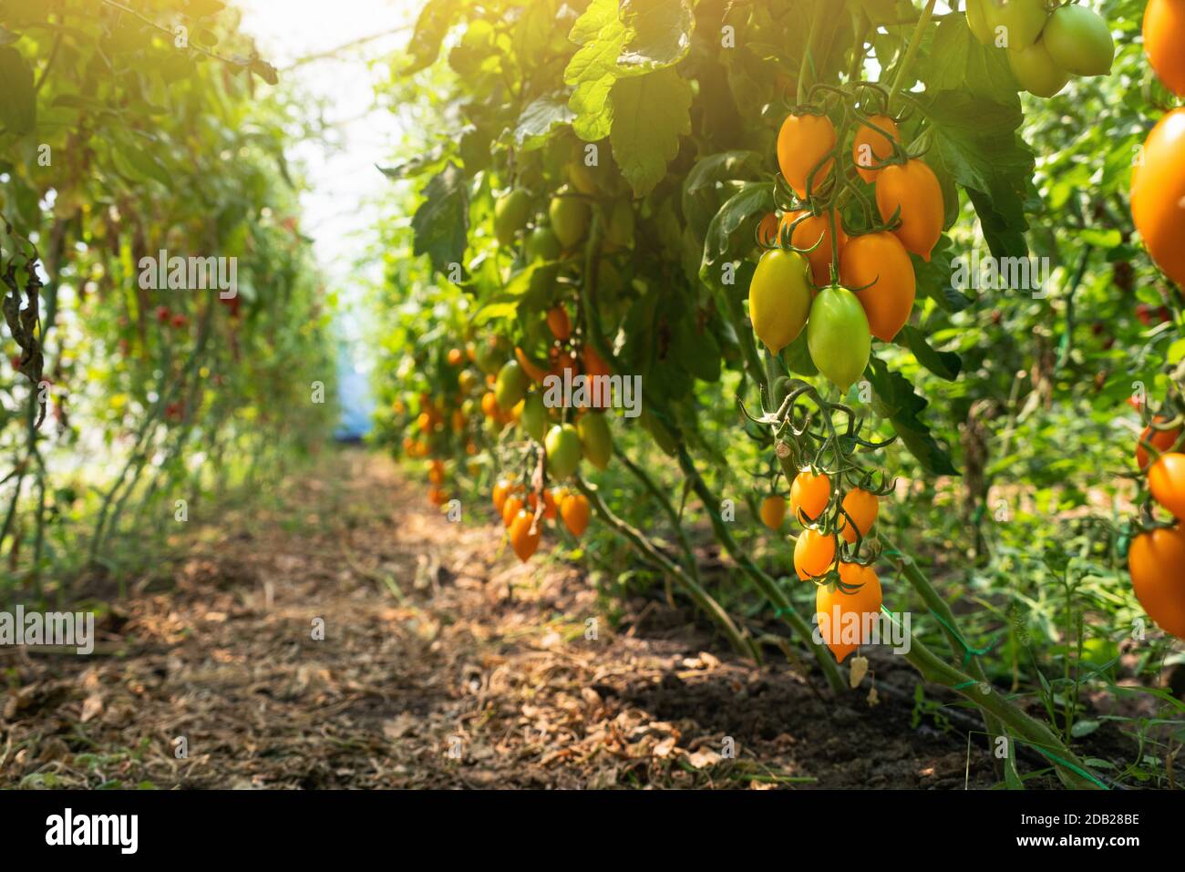 Greenhouse with cherry tomatoes. Organic farm Stock Photo - Alamy