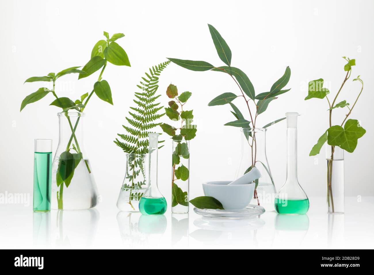 Cosmetic laboratory experiment and research with leaf, oil and ...