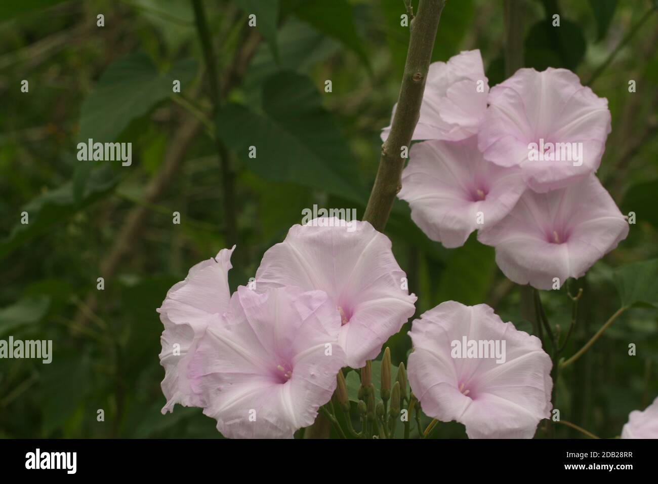 Morning glory bush hi-res stock photography and images - Alamy