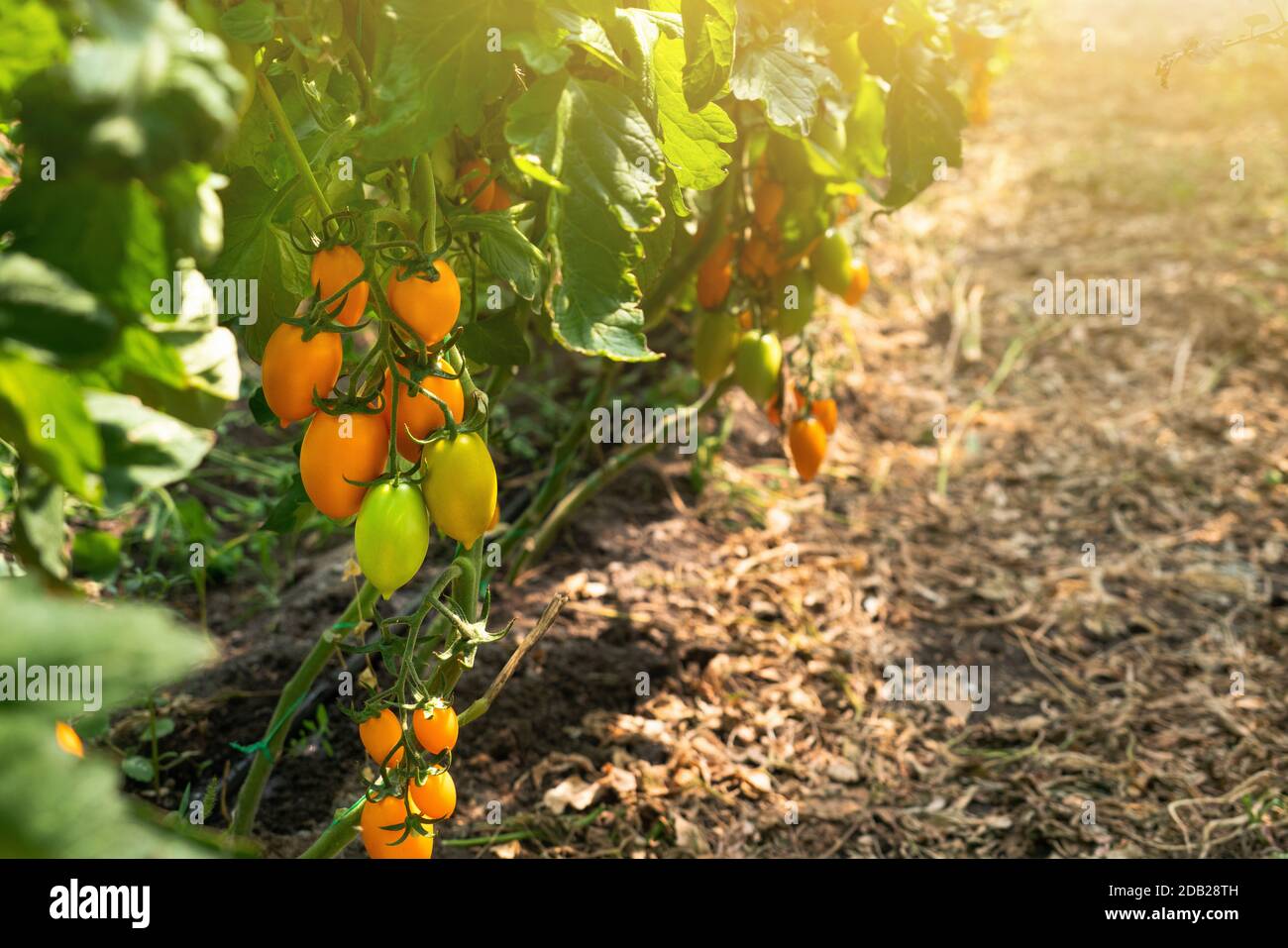 Greenhouse with cherry tomatoes. Organic farm Stock Photo - Alamy
