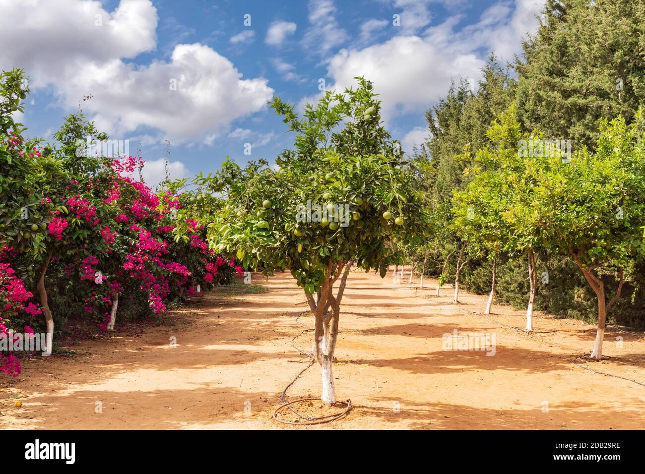 Rows of orange trees in a city orchard against a blue sky with clouds ...