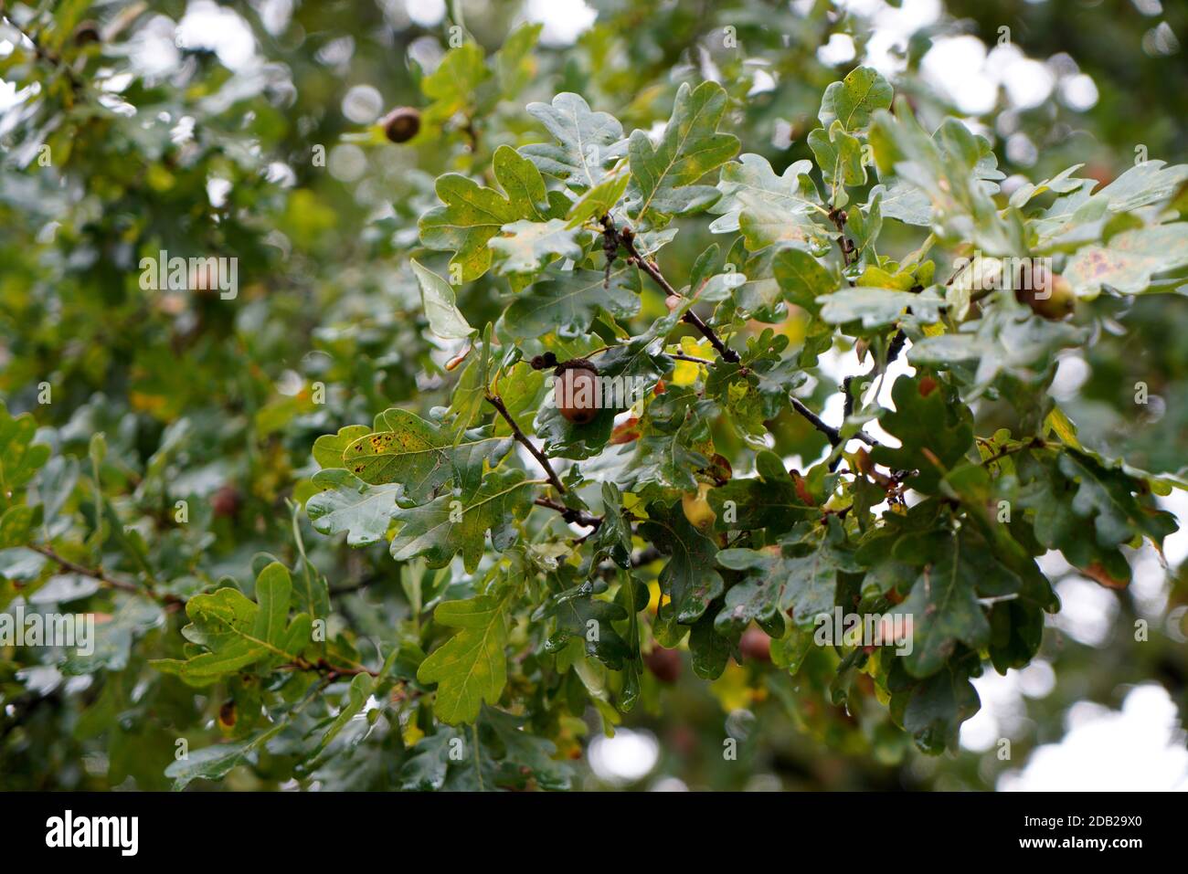 German oak tree hi-res stock photography and images - Alamy