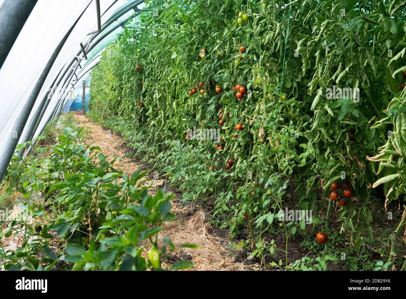 Greenhouse with cherry tomatoes. Organic farm Stock Photo - Alamy