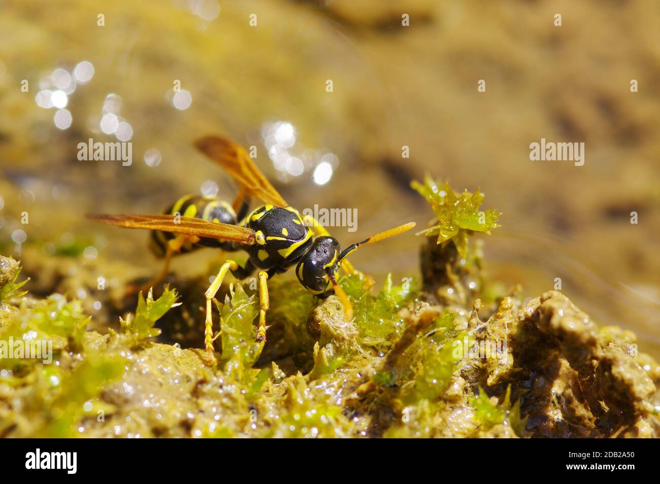 Paper Wasp (Polistes nimpha) taking in water from damp moss at the edge ...
