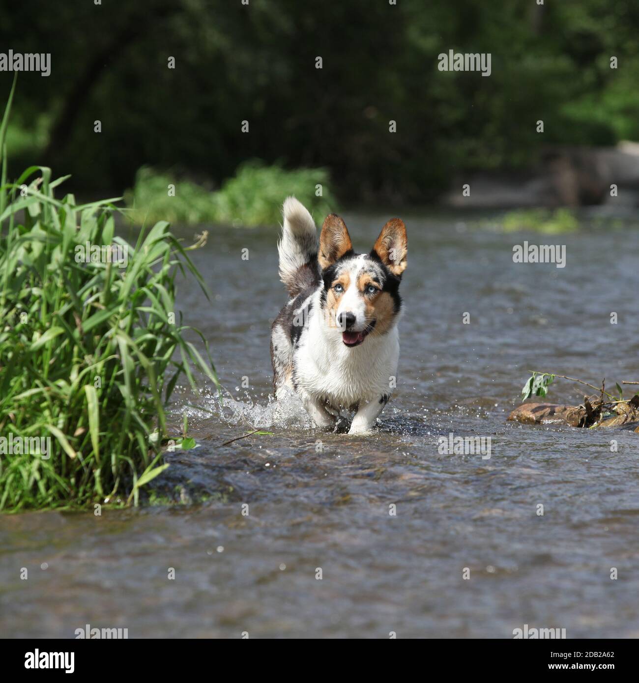 Welsh Corgi Cardigan running in water Stock Photo - Alamy