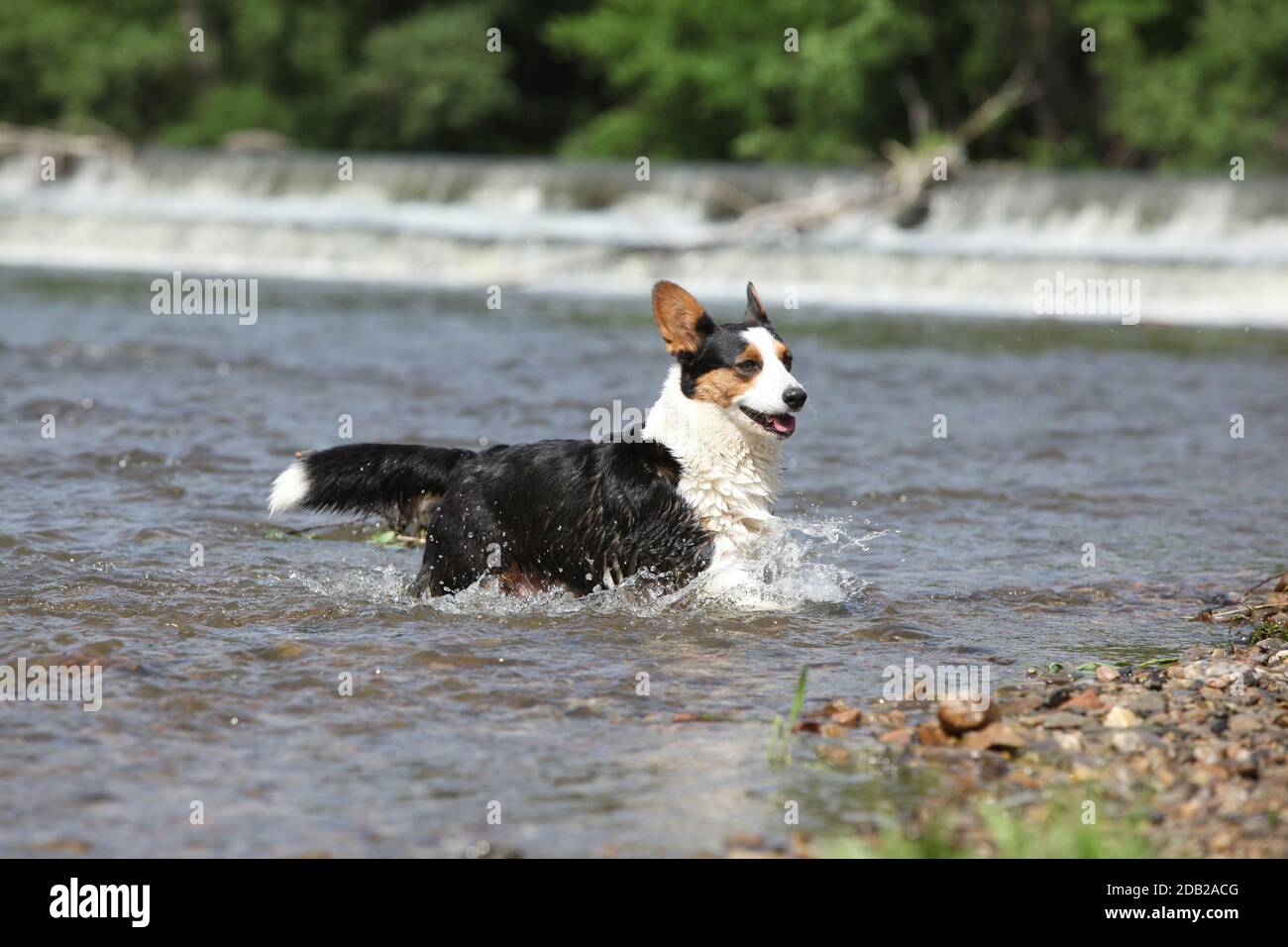 Corgi water hi-res stock photography and images - Alamy