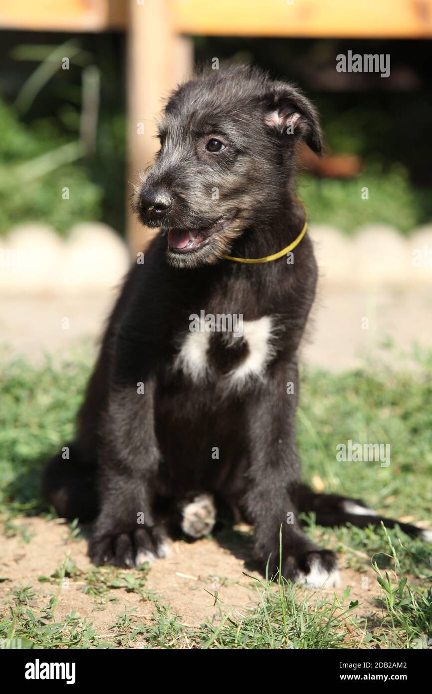 Amazing puppy of irish wolfhound sitting alone Stock Photo - Alamy