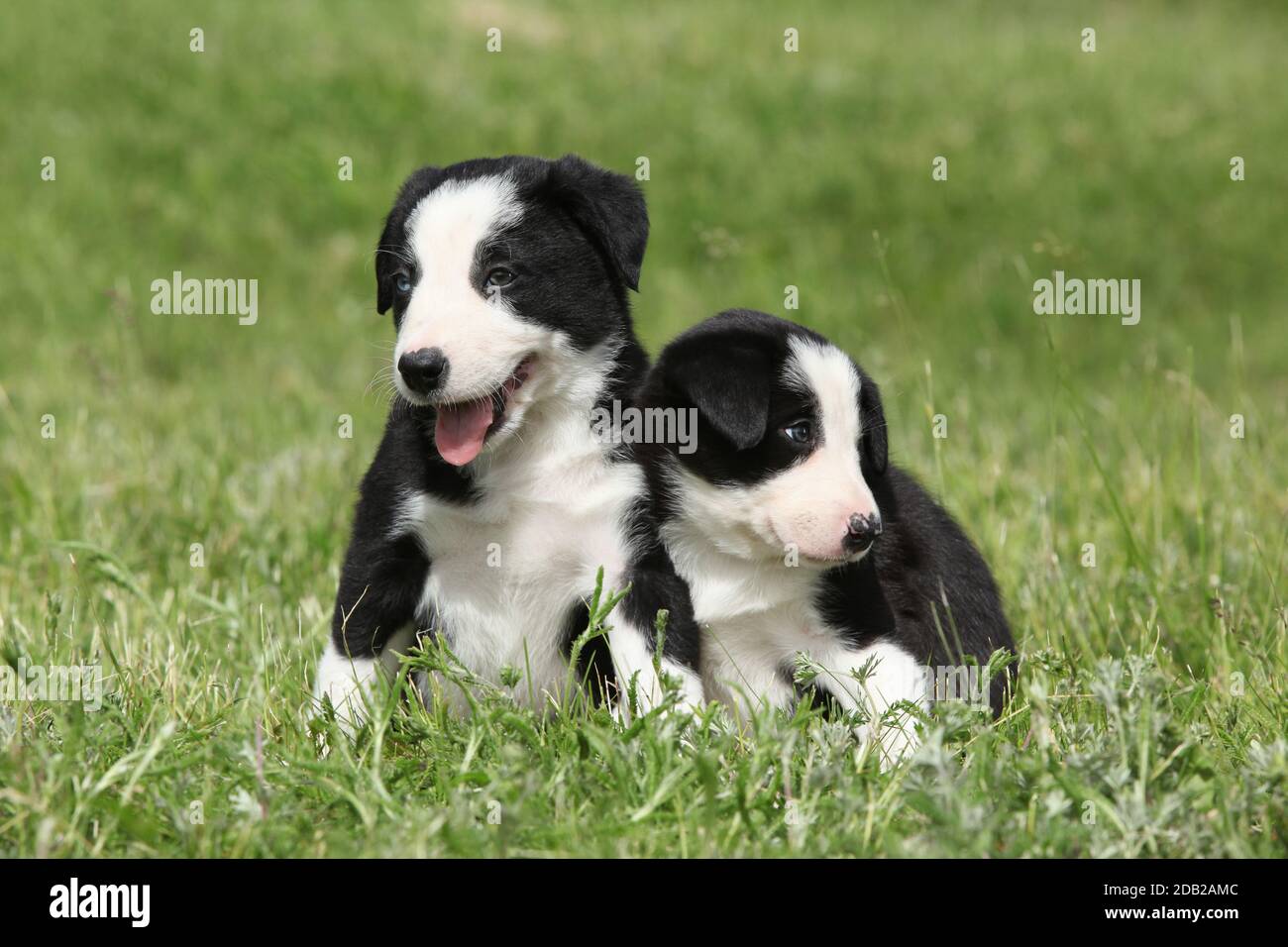 Amazing Border collie puppies in the grass Stock Photo - Alamy