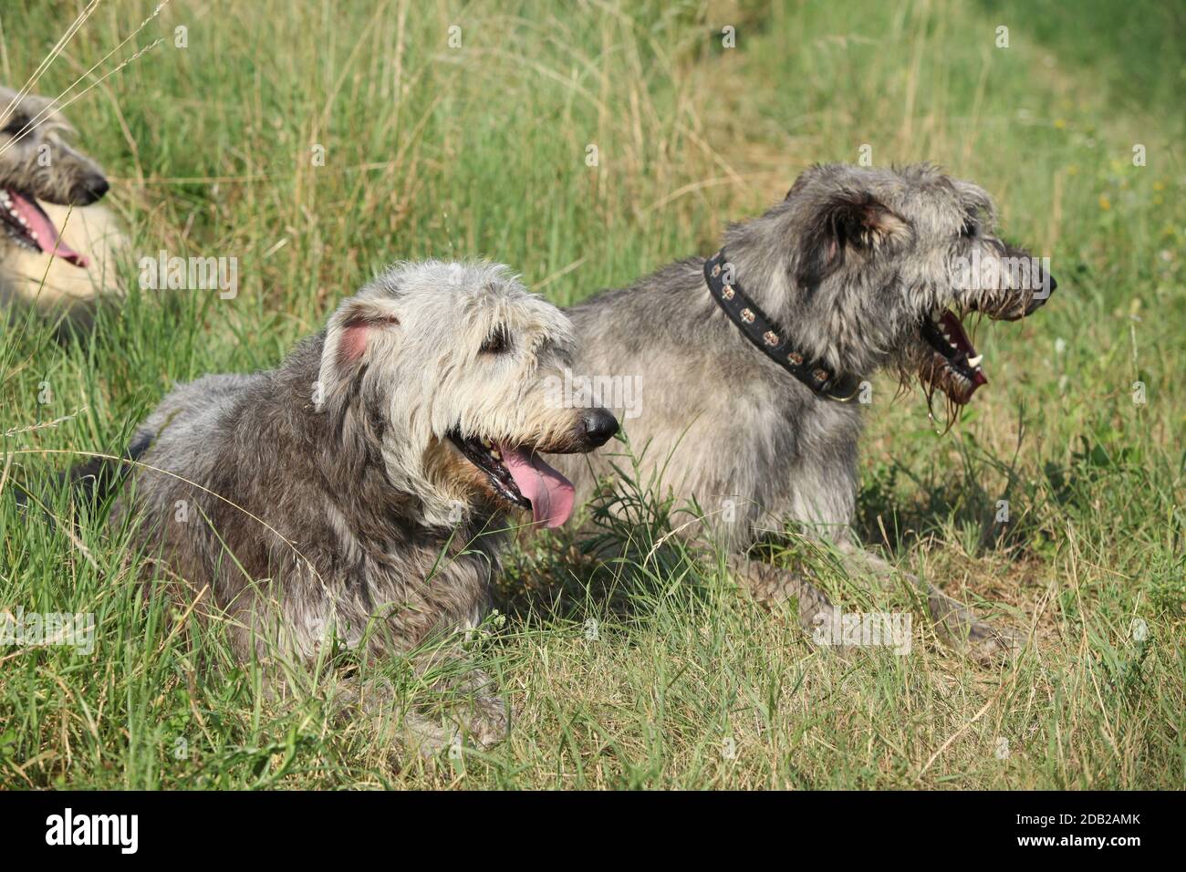 Amazing Irish wolfhounds resting together in high grass Stock Photo - Alamy