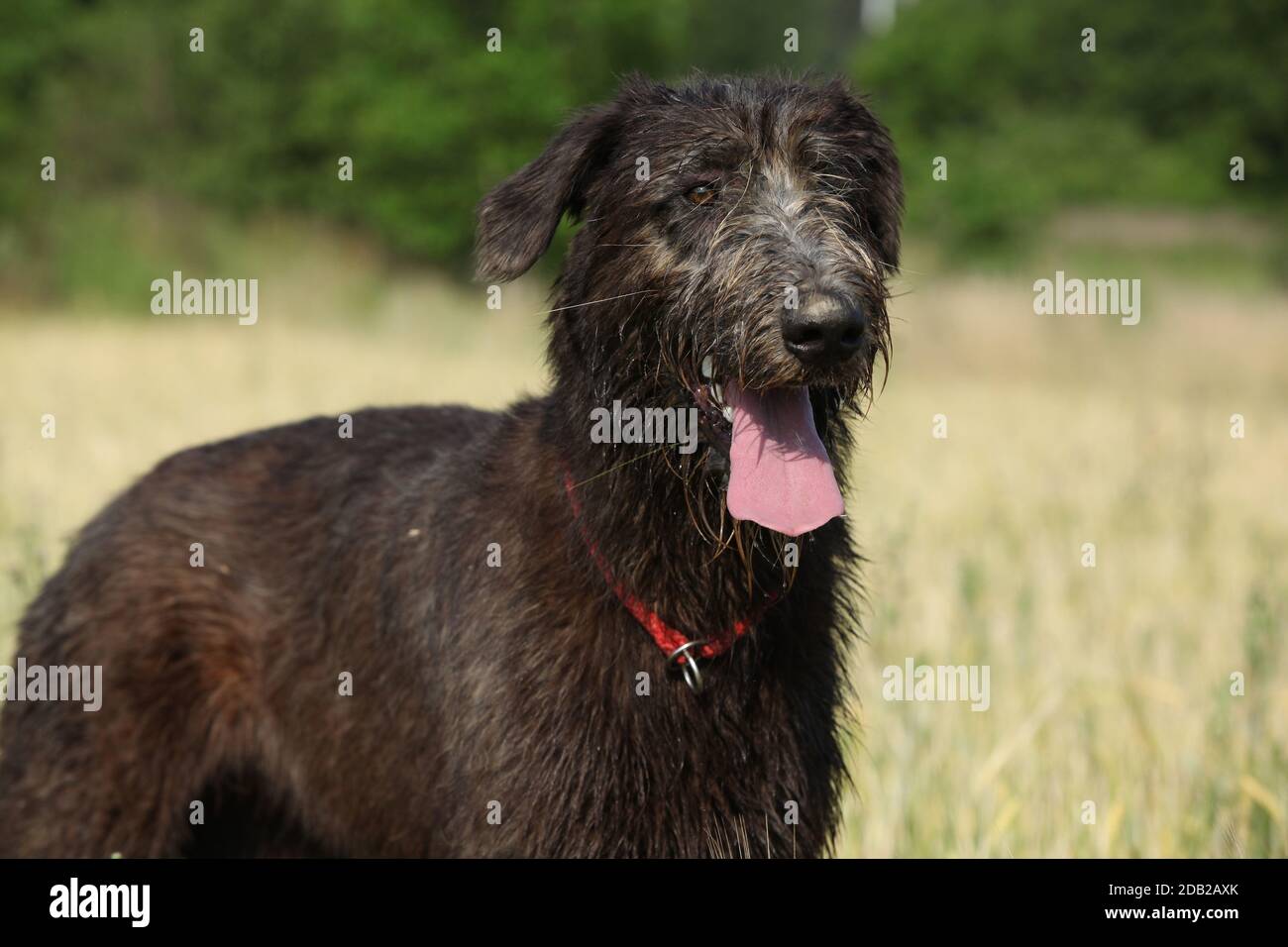 Irish wolfhound resting hi-res stock photography and images - Alamy