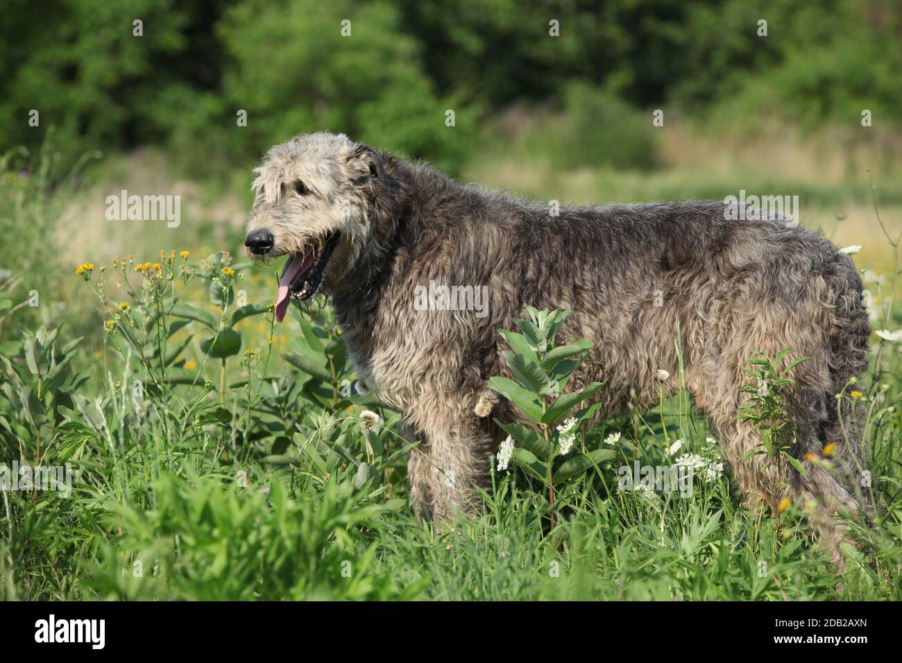 Amazing irish wolfhound in summer, standing alone Stock Photo - Alamy
