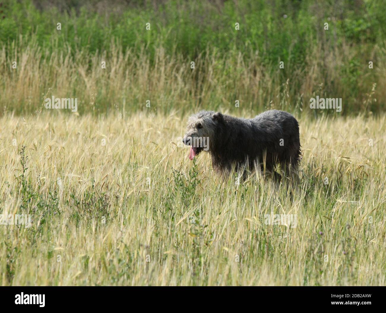 Amazing irish wolfhound standing in nature alone Stock Photo - Alamy