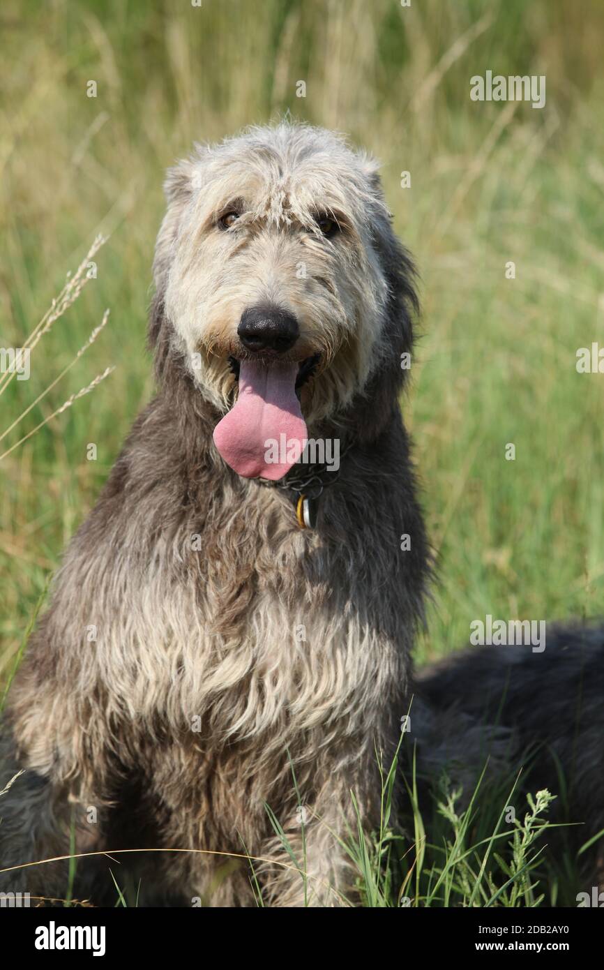 Portrait of amazing big irish wolfhound in nature Stock Photo - Alamy