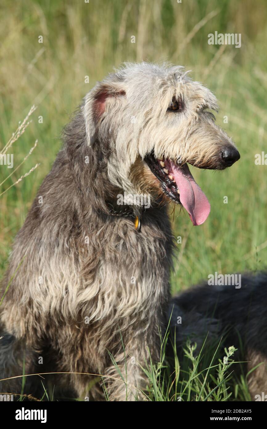Portrait of amazing big irish wolfhound in nature Stock Photo - Alamy