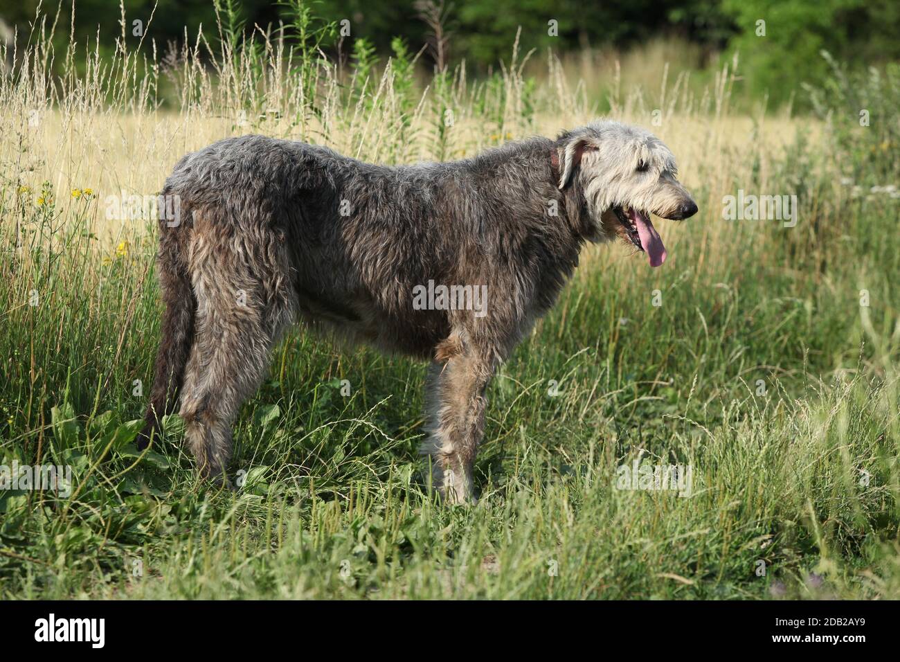 Amazing irish wolfhound in summer, standing alone Stock Photo - Alamy