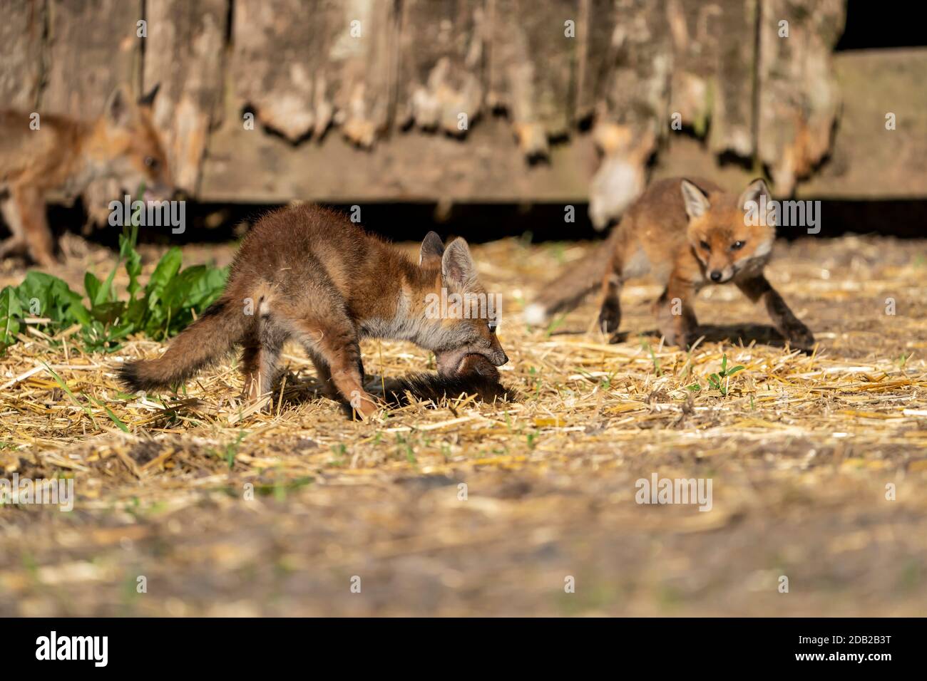 Kit red squirrel hi-res stock photography and images - Alamy