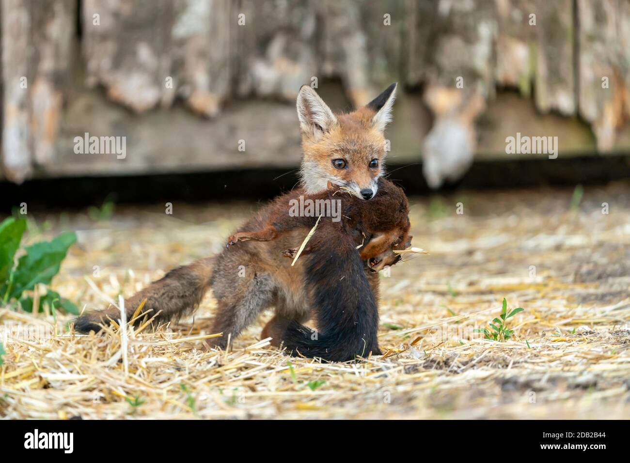 Red Fox (Vulpes vulpes). Kit carrying a dead Red Squirrel (Sciurus ...