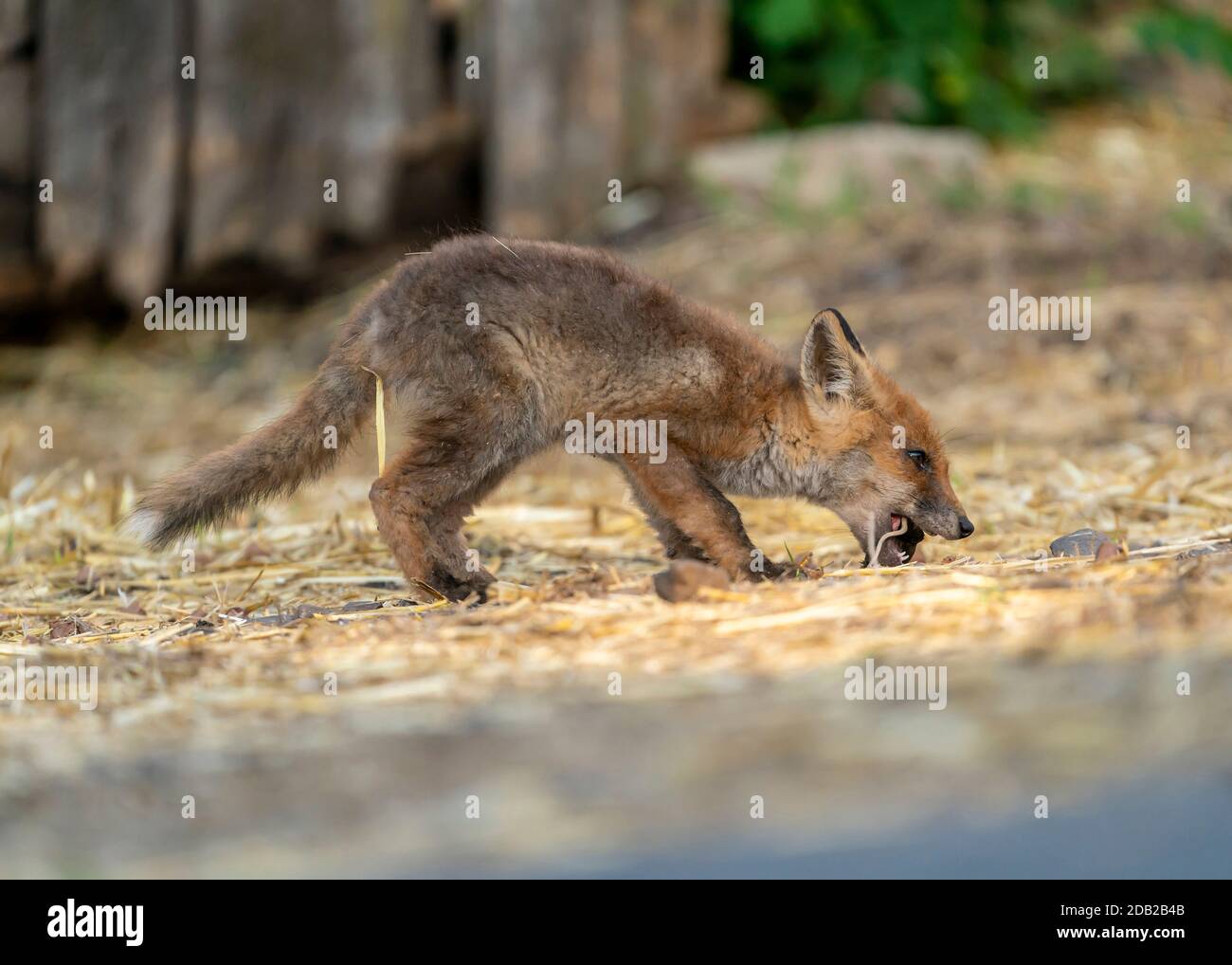Red Fox (Vulpes vulpes). Kit eating a mouse Stock Photo - Alamy