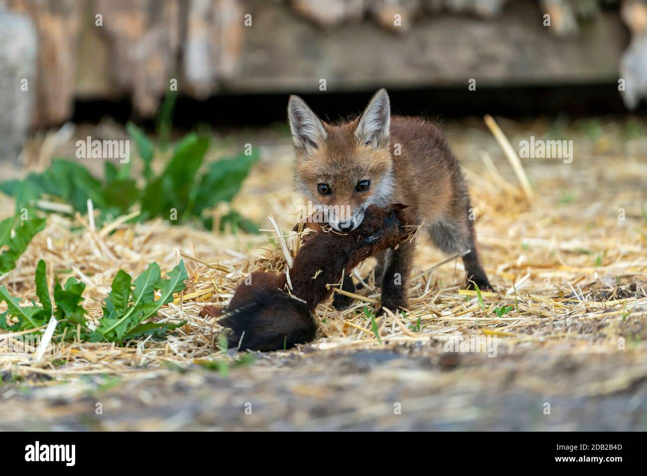 Kit red squirrel hi-res stock photography and images - Alamy