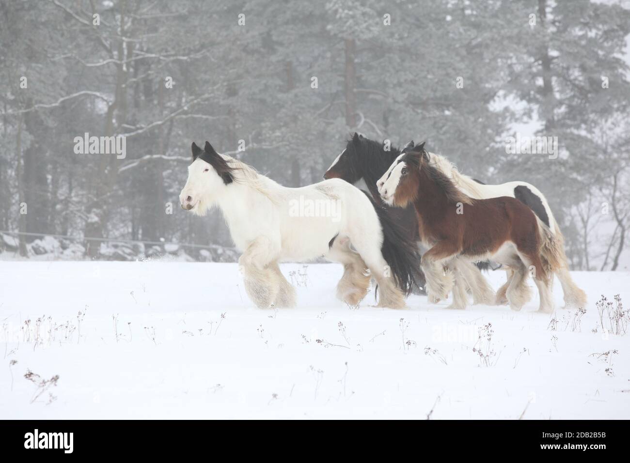 Nice irish cobs running in winter together Stock Photo - Alamy