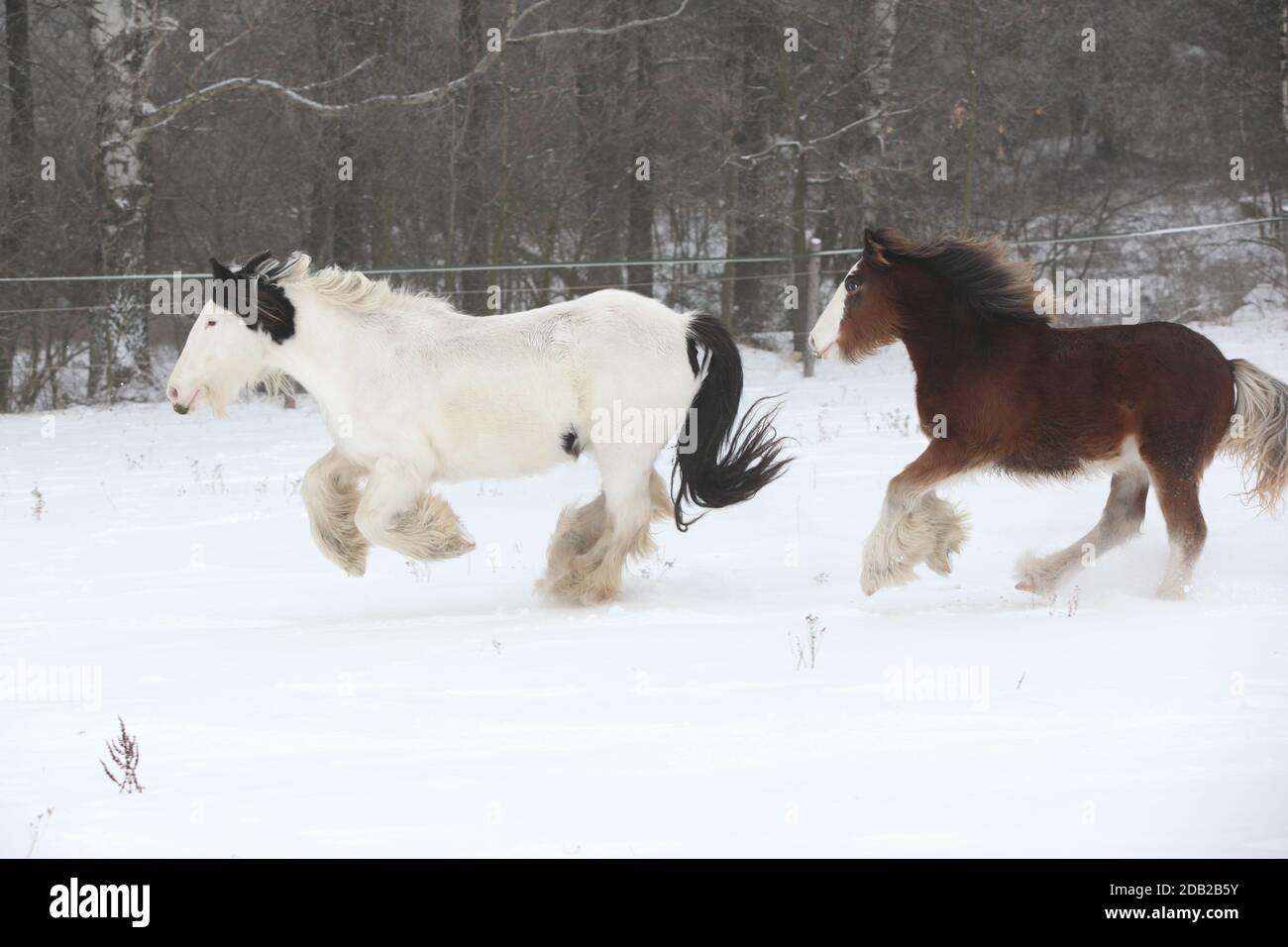 Nice irish cobs running in winter together Stock Photo - Alamy