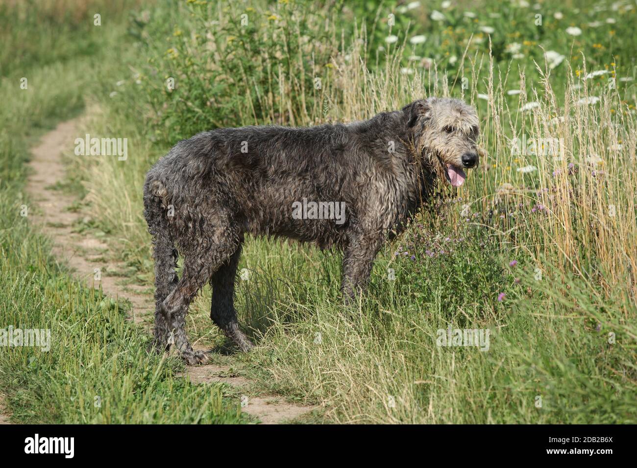 Amazing irish wolfhound standing in nature alone Stock Photo - Alamy